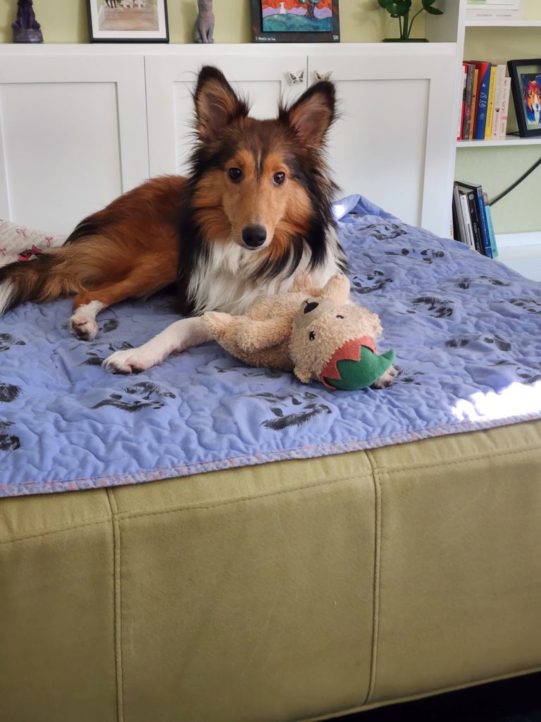 Lily – Adopted September 2022 - Austin Sheltie Rescue