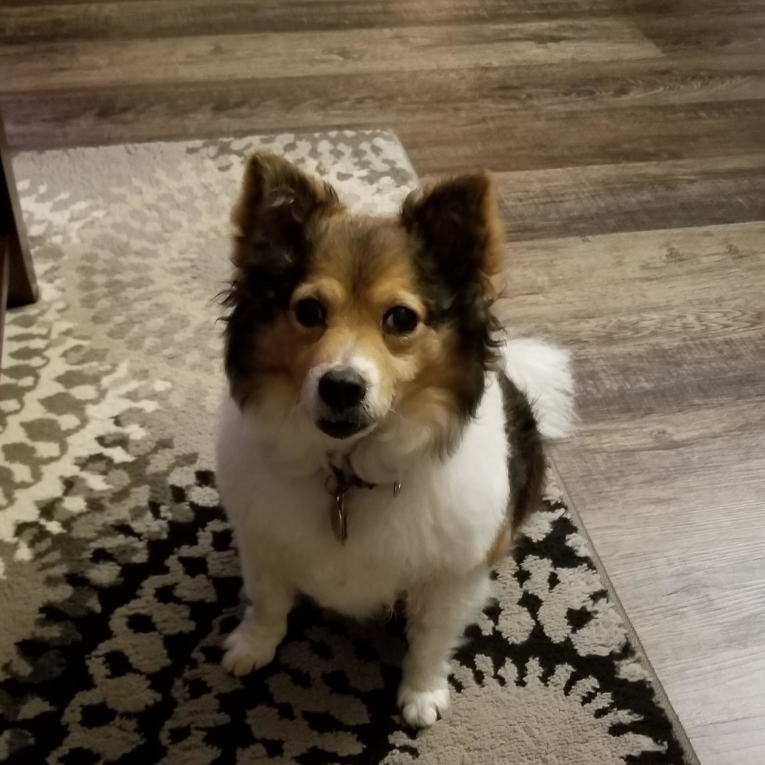 Ellis – Crossed Nov 2022 - Austin Sheltie Rescue