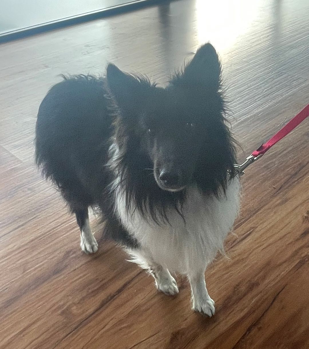 Shadow 5 – Adopted April 2023 – Austin Sheltie Rescue