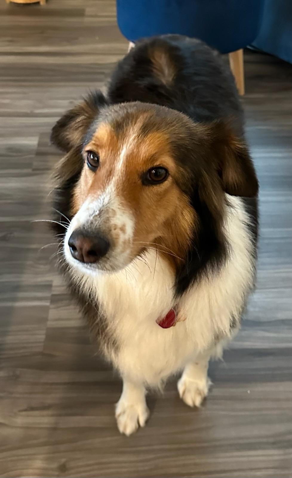Mable – Adopted February 2024 - Austin Sheltie Rescue