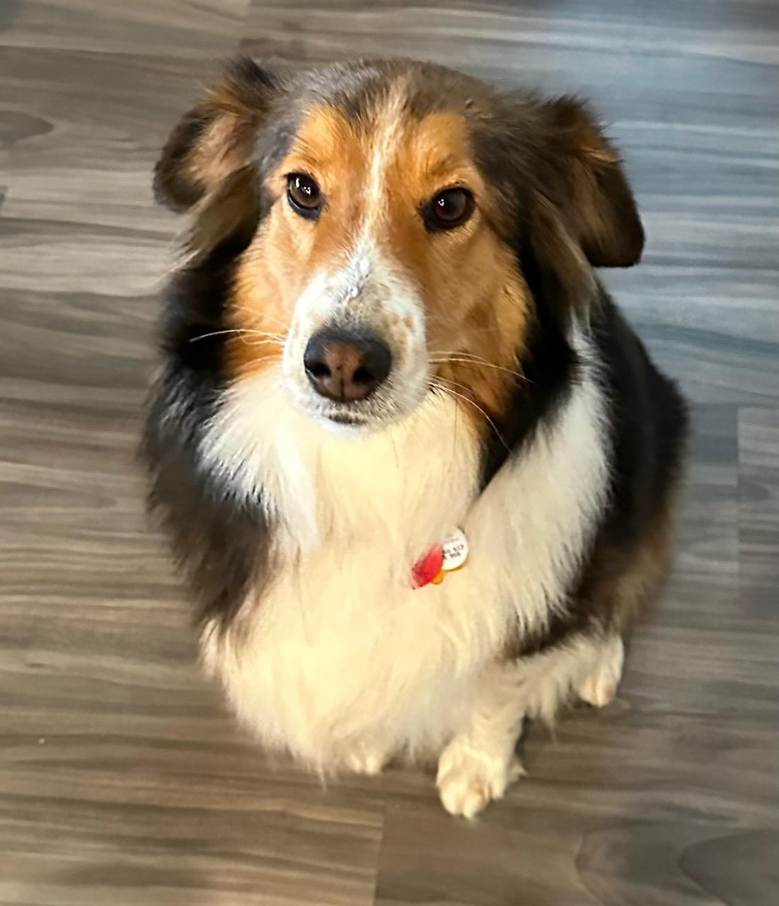 Mable – Adopted February 2024 - Austin Sheltie Rescue