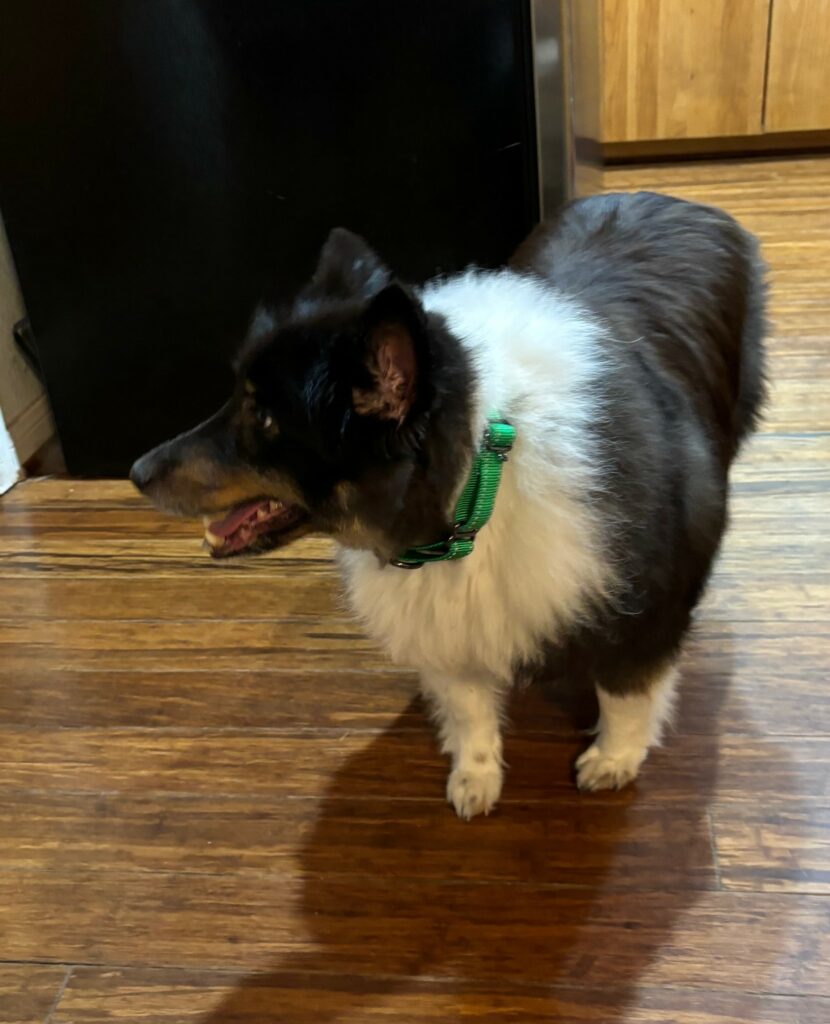Dougal – Crossed August 2025 – Austin Sheltie Rescue