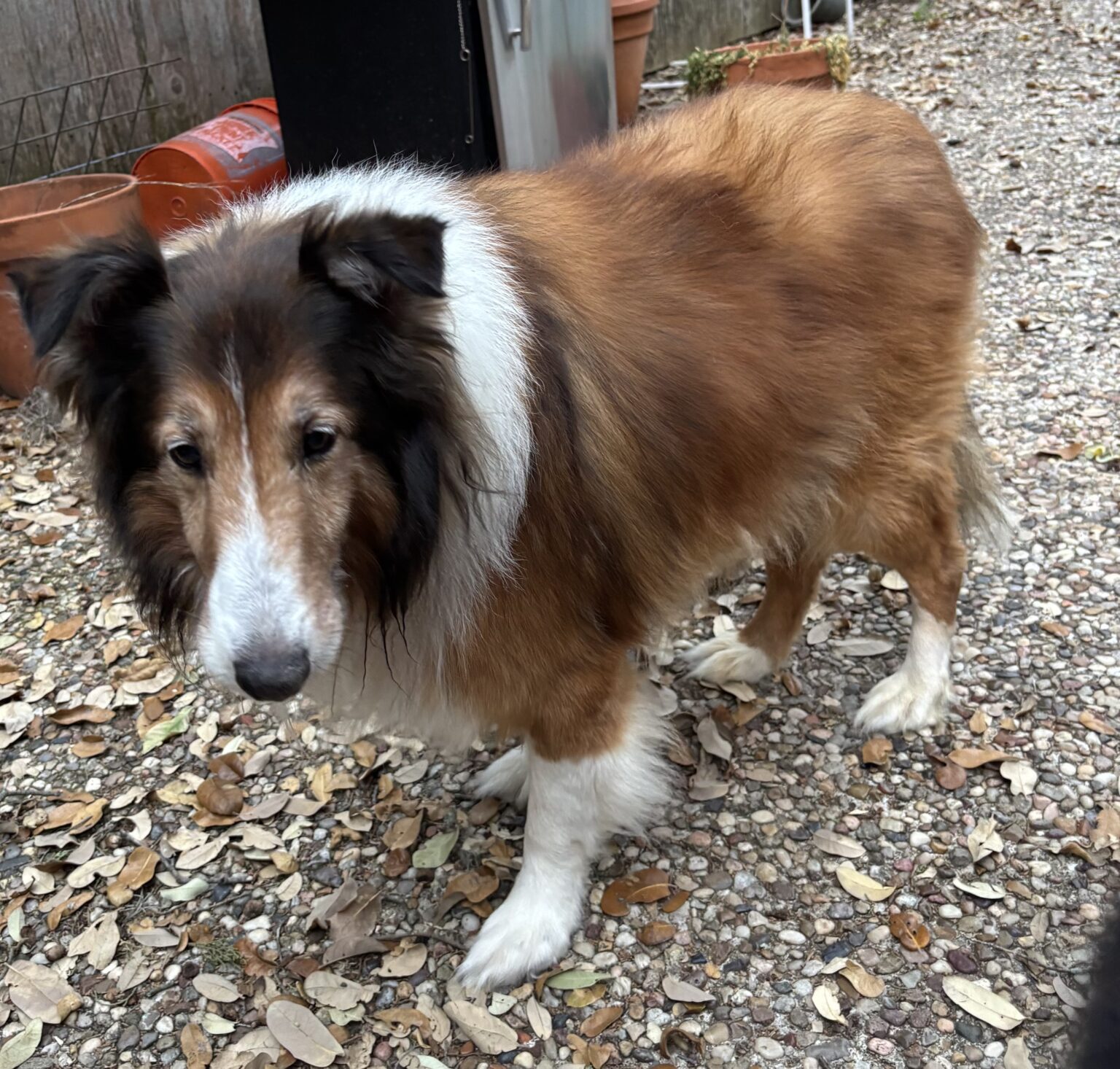 Georgie - Austin Sheltie Rescue